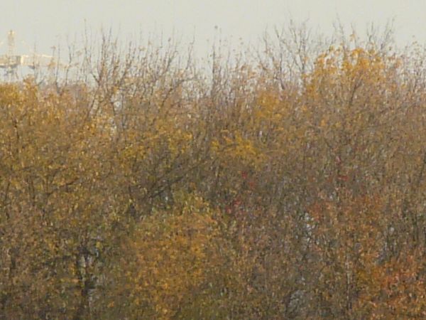 forest side view texture 0005 - Texturelib